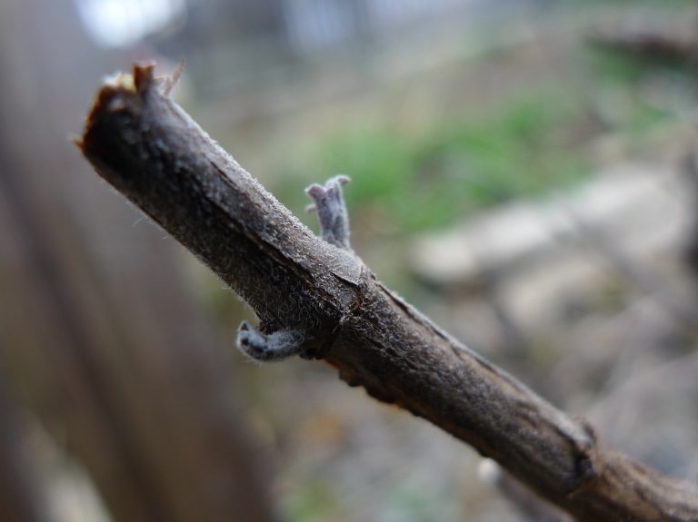 Pflanzenschnitt - die einfache Anleitung - Martina Romstötter